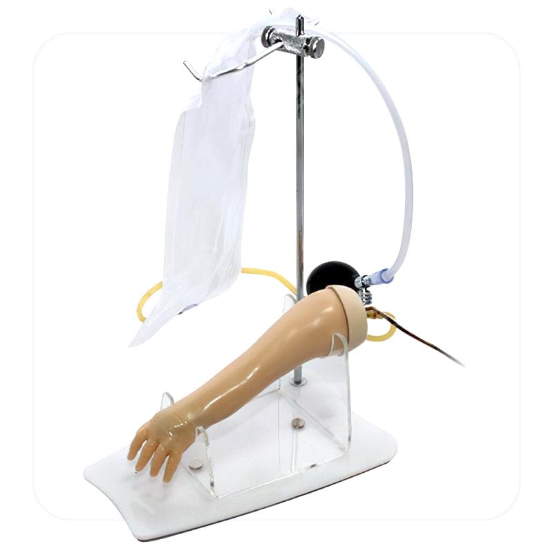 Durable Hand Anatomical Model Sale or Rent Near Me – Goldstar Medical ...