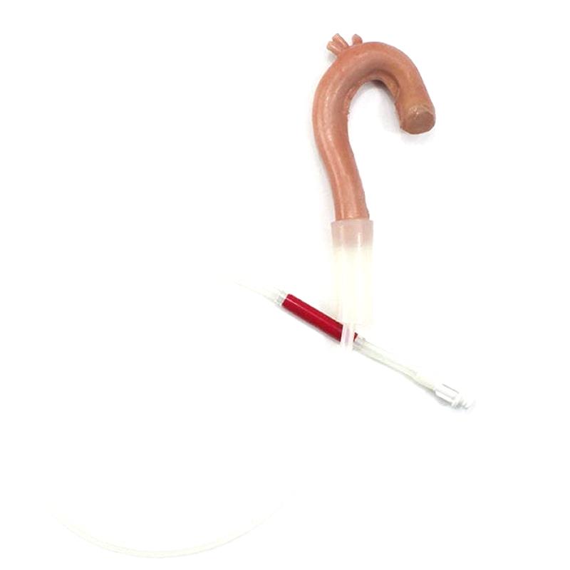 Durable Urinary Catheterization Anatomical Model Sale or Rent Near Me ...