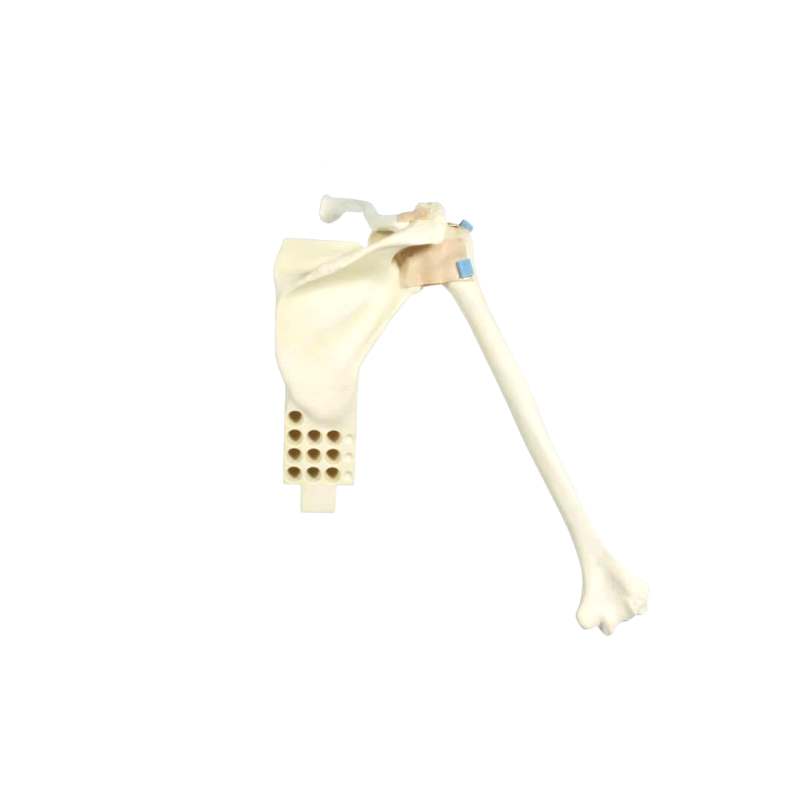 Durable Shoulder Model Sale or Rent Near Me – Goldstar Medical ...